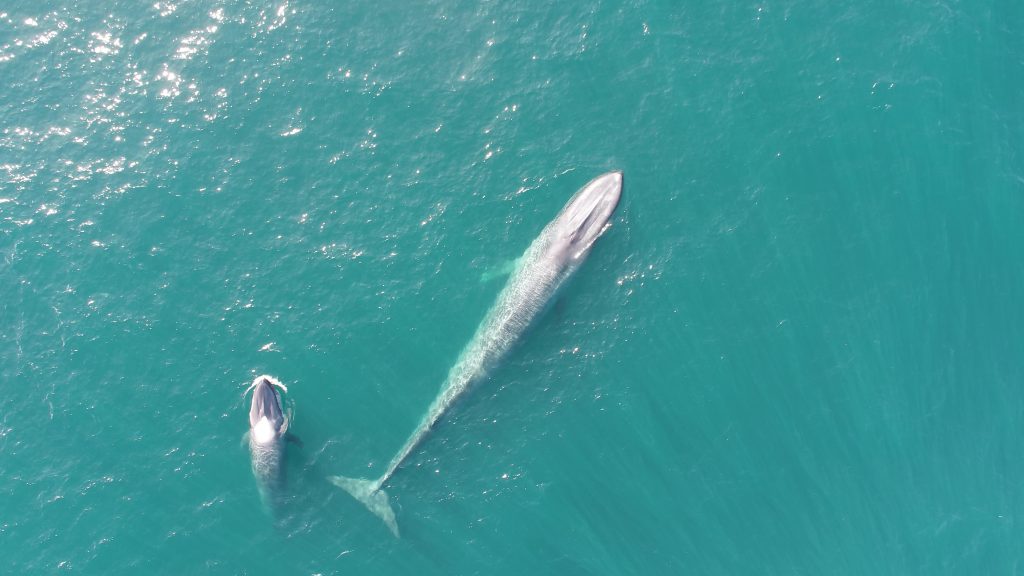 シロナガスクジラ《Blue whale》 | くじらタウン