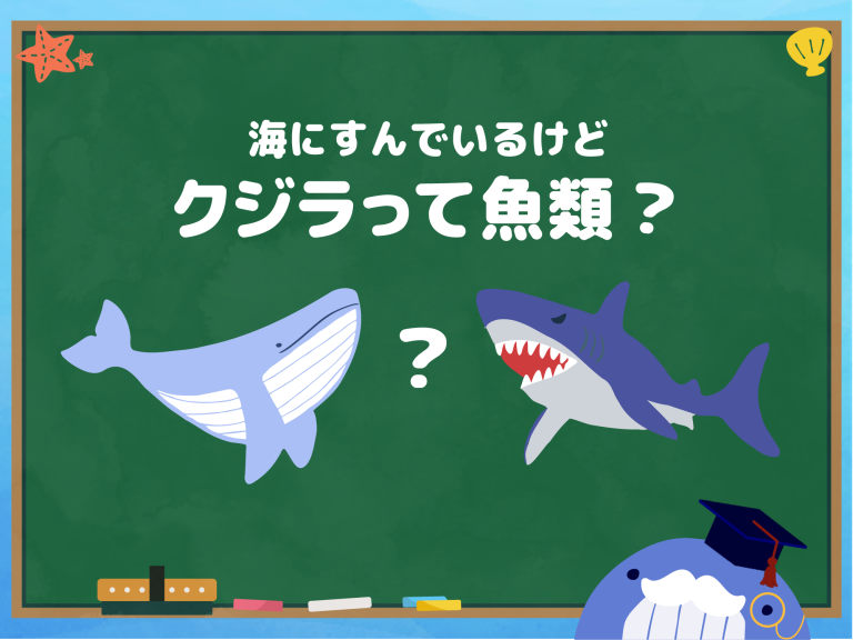 【クジラ博士に学ぶ！】第2回 クジラは魚？ | くじらタウン